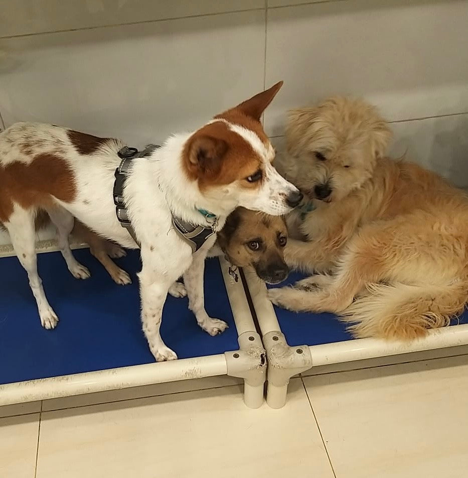 Embracing the Diversity of Mixed-Breed Dogs - 123 Treats