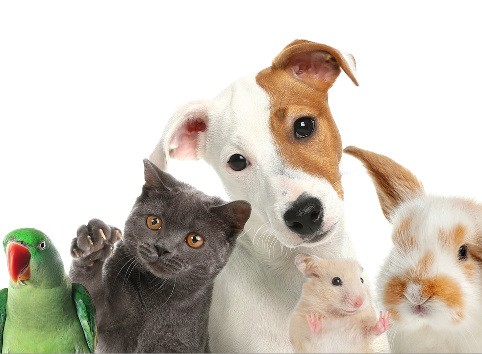 April is National Pet Month - 123treats