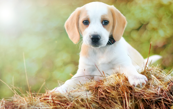 National Beagle Day-April 22nd - 123treats