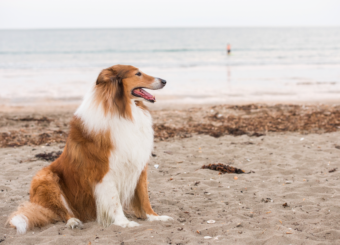 Celebrating World Collie Day July 21st - 123 Treats