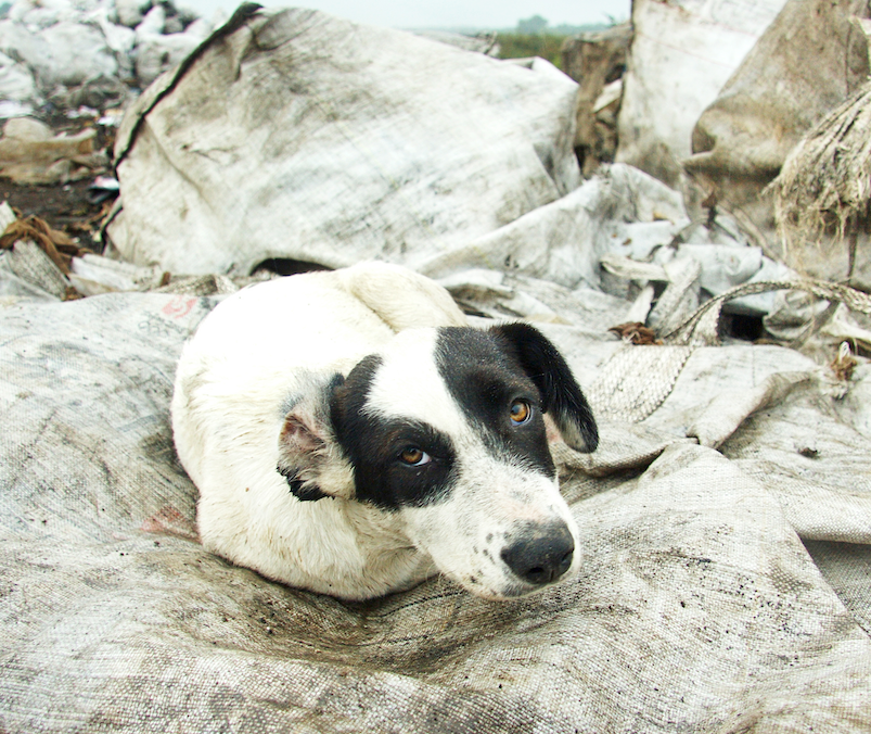 International Homeless Animals' Day: Shining a Light on Compassion and ...