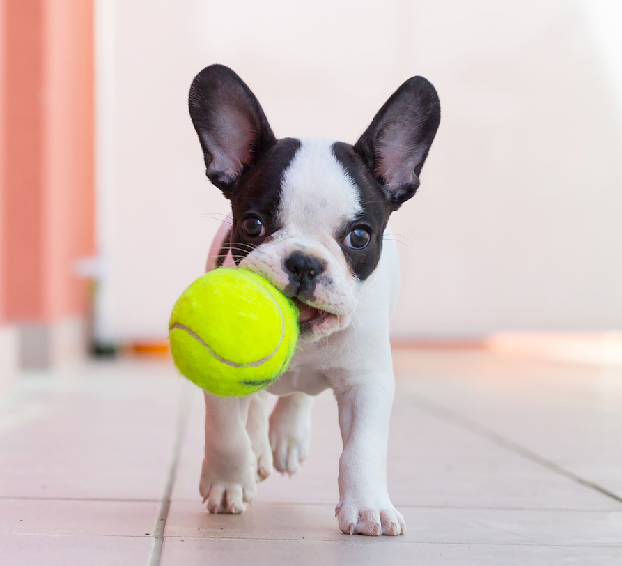 Celebrating National Fetch Day: The Ultimate Bond Between You and Your ...