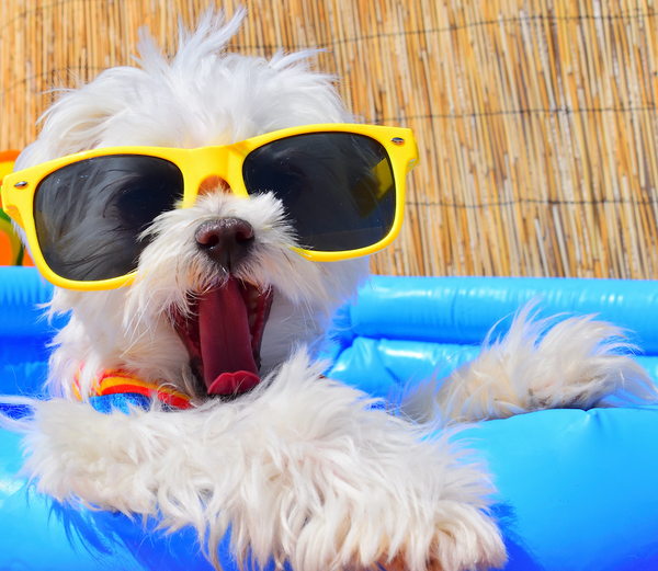 Celebrating National Dog Party Day: A Day of Fun and Joy for Our Canin ...