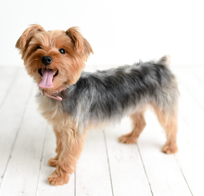 Celebrating National Yorkie Day: Honoring Our Tiny Yet Mighty Companio ...