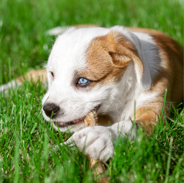 National Check the Chip Day: Ensuring Pet Safety and Peace of Mind ...