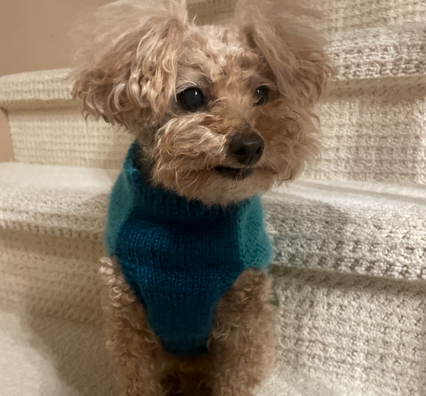 Poodle Day: A Celebration of Elegance, Intelligence, and Playfulness ...