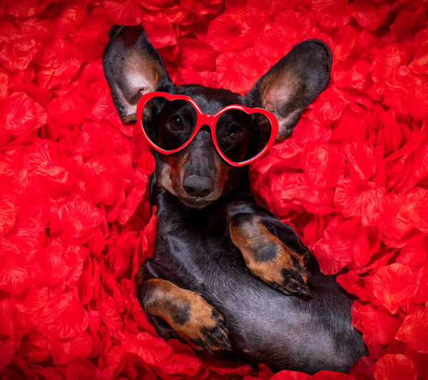 Valentine’s Day with Your Dog: The Perfect Way to Celebrate Love - 123 ...