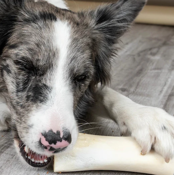 The Benefits of Stuffed Shin Bones for Dogs: A Tasty and Healthy Treat ...