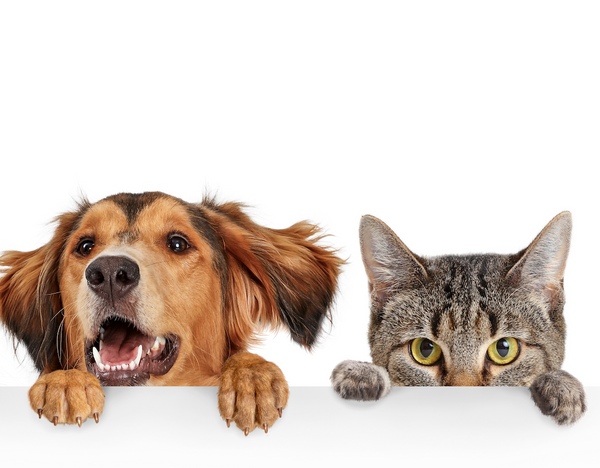 Can Cats and Dogs Really Get Along? The Theory Behind Their Relationsh ...
