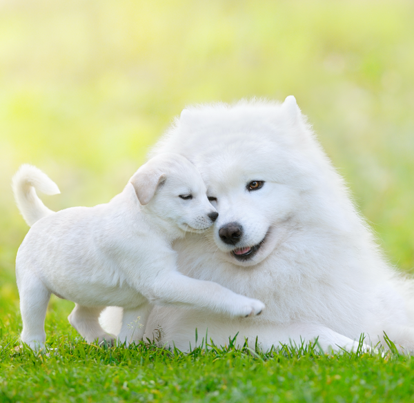 Celebrating International Samoyed Day – A Tribute to the Smiling Sled ...