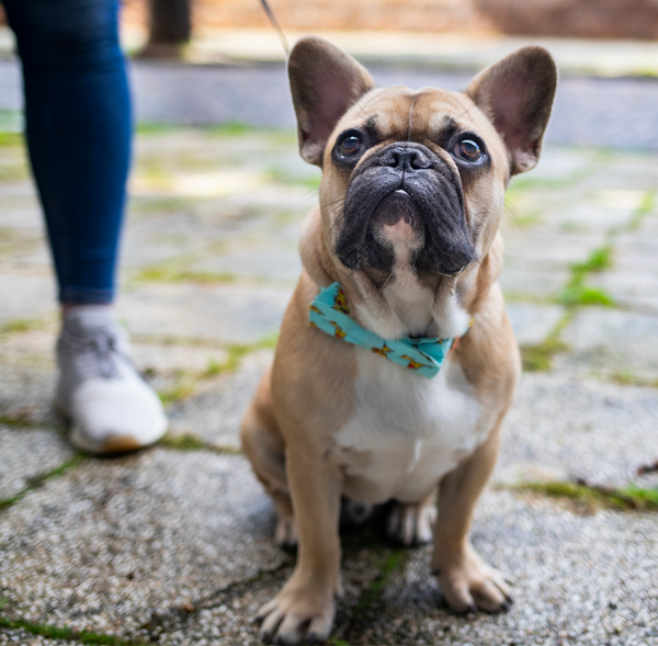 Scoop the Poop: A Small Act with a Big Environmental Impact - 123 Treats