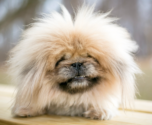 The Royal Charm of Purebred Pekingese Dogs (and the Chews They Deserve ...